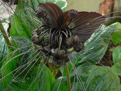 Explore Sri Lanka by A Field Naturalist: Yaka Mala - The flower of ...