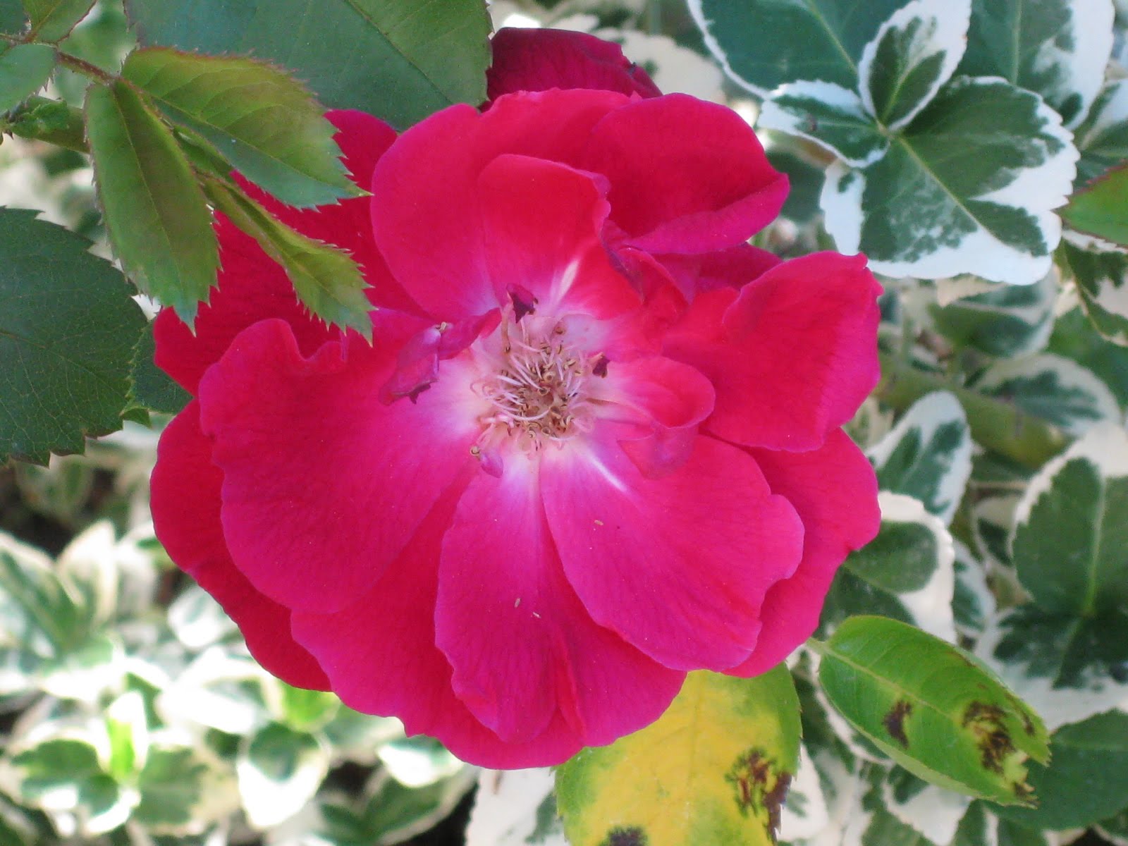 Two-Handed Stitcher: June 2010