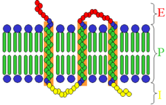 rincon del estudiante: RECEPTORES Y TIPOS DE RECEPTORES