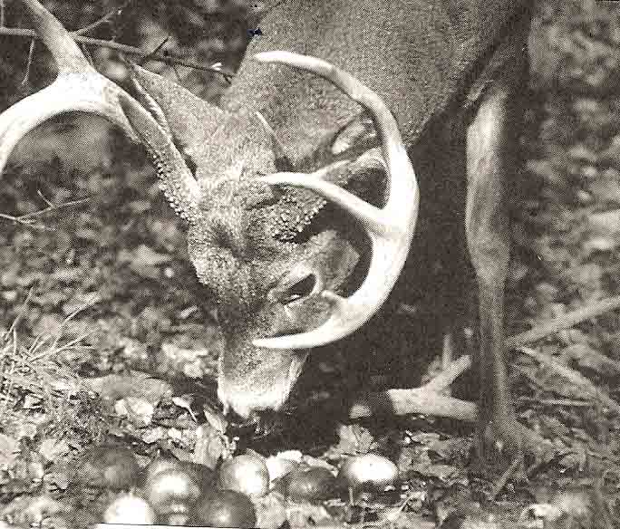 Deer and Wildlife Forage Project: Introduction to the Deer and Wildlife ...