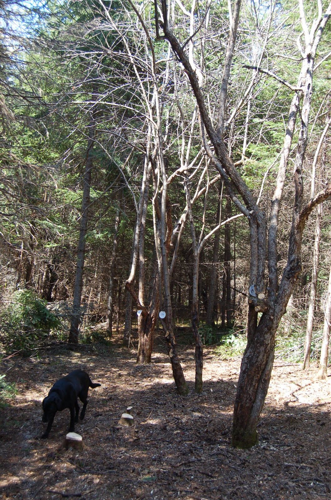 Deer and Wildlife Forage Project: Apple Tree Release Project off to a ...