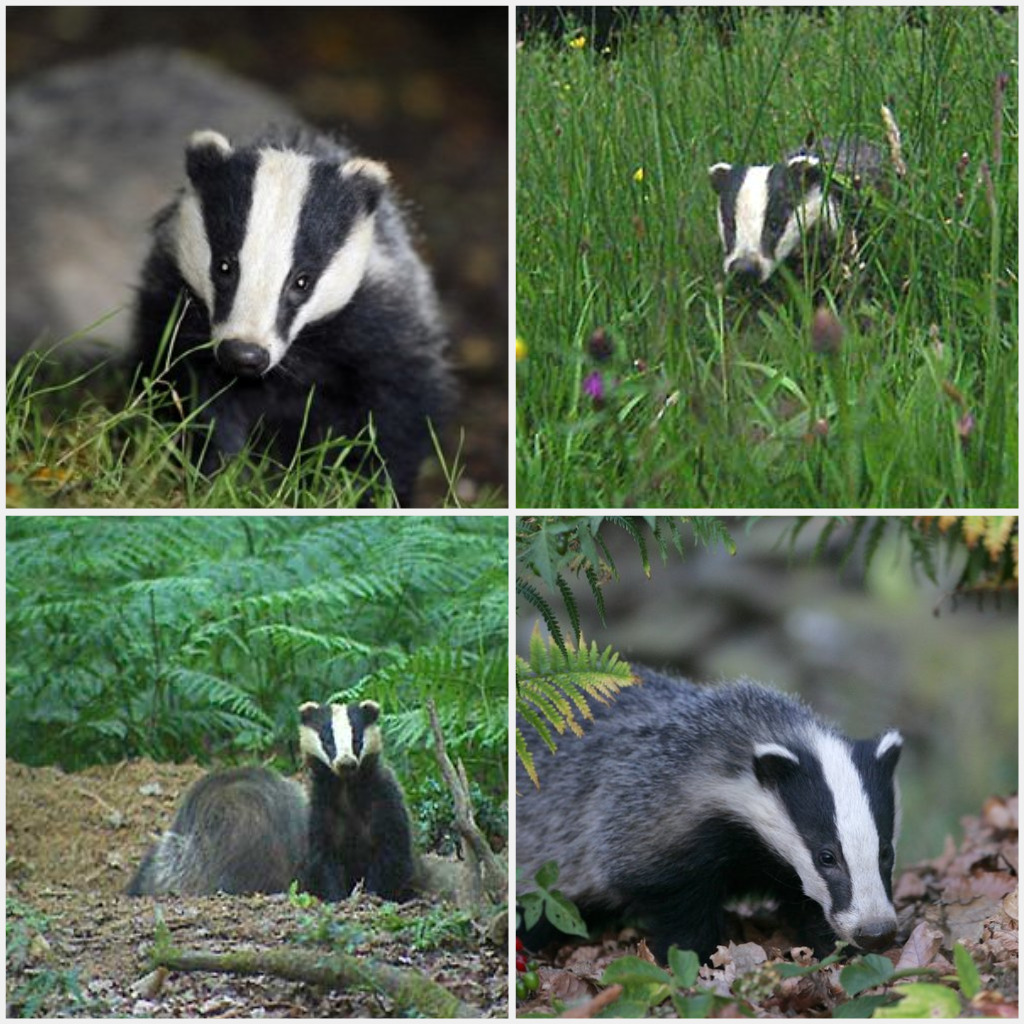FollyandGlee: Badgers, Biscuits and a Brainwave