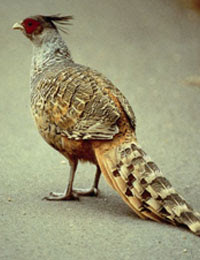 ~Explore Biology~: ~CHEER PHEASANT~