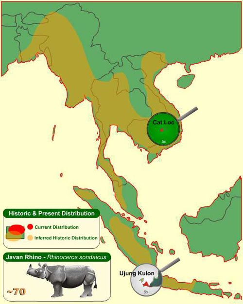 ~Explore Biology~: ~JAVAN RHINO~