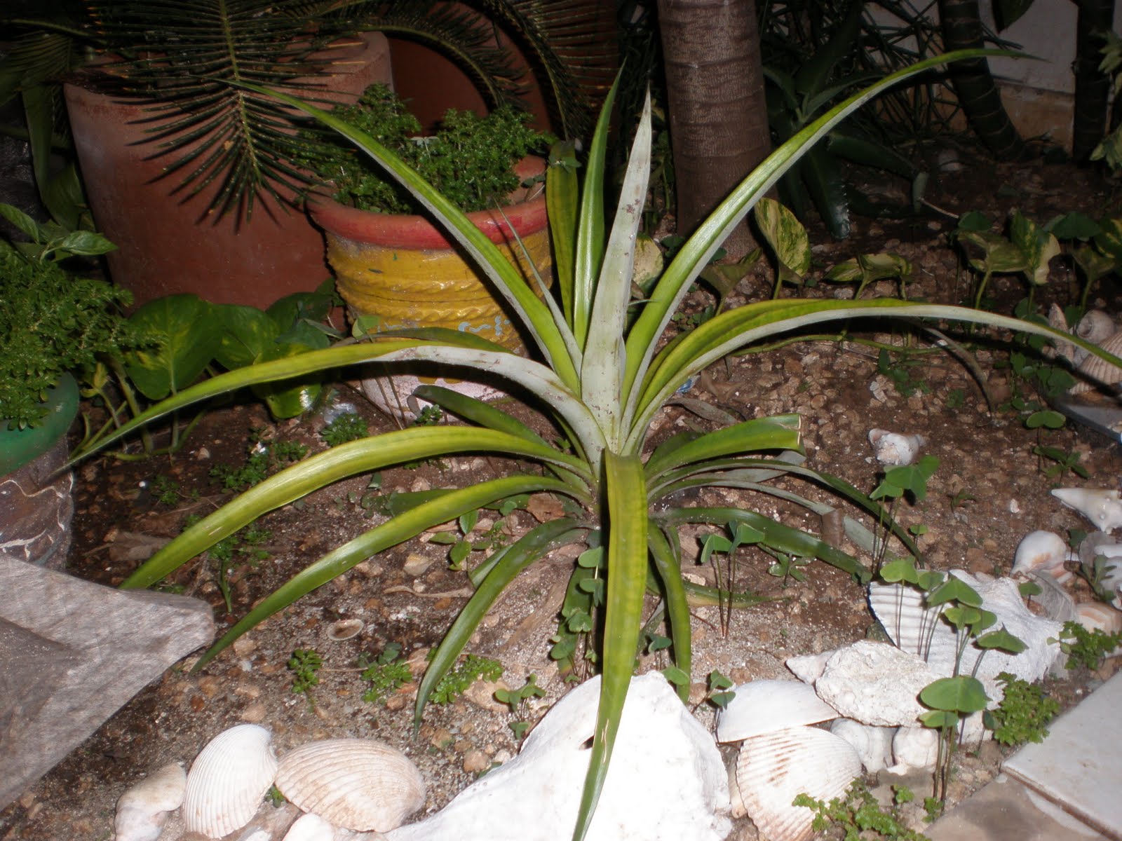 Crazy Gone Native: The Stick and Grow Garden