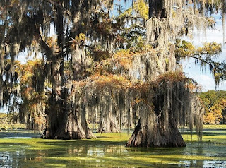 Jenis-Jenis Rawa Berdasarkan Proses Terbentuknya - Triple R Magazine