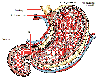 Persoana si Fiinta: organele interne