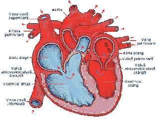 Persoana si Fiinta: organele interne