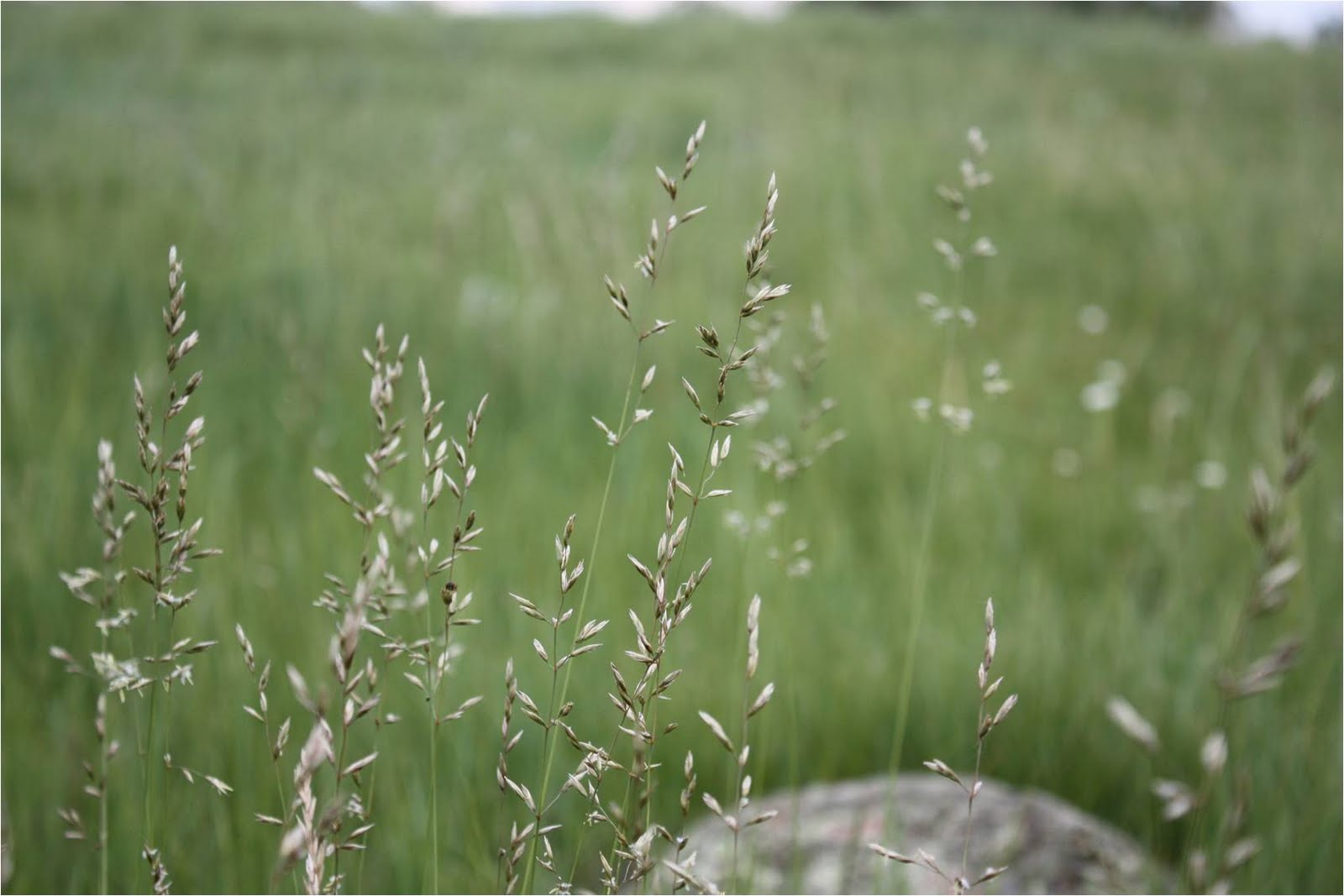 Trevor Herriot's Grass Notes: Prairie Restoration--catching what we can