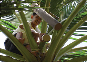 In My Mind...: What is the Future of Coconut Industry in Quezon ...
