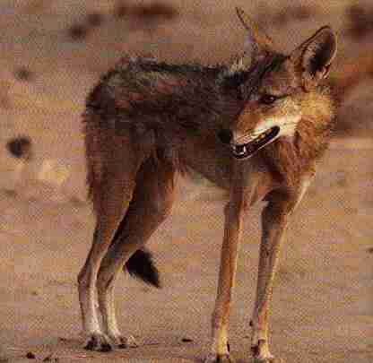 MITO + GRAPHOS: Yurugu