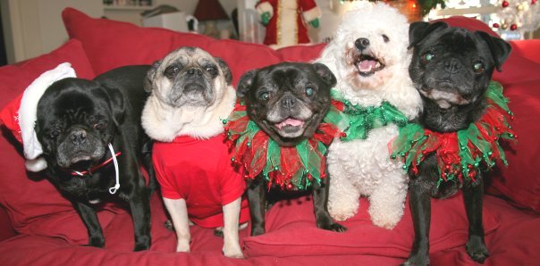 Must Love Pekes: FLAT FACED DOGS