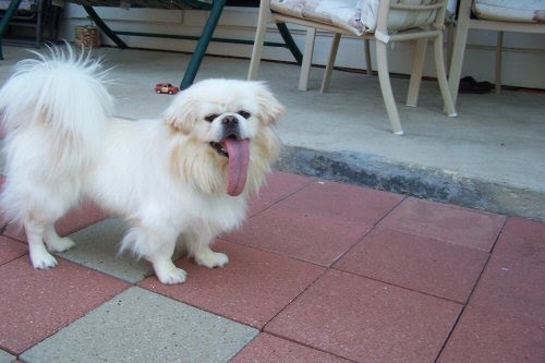 Must Love Pekes: PUGGY THE PEKINGESE