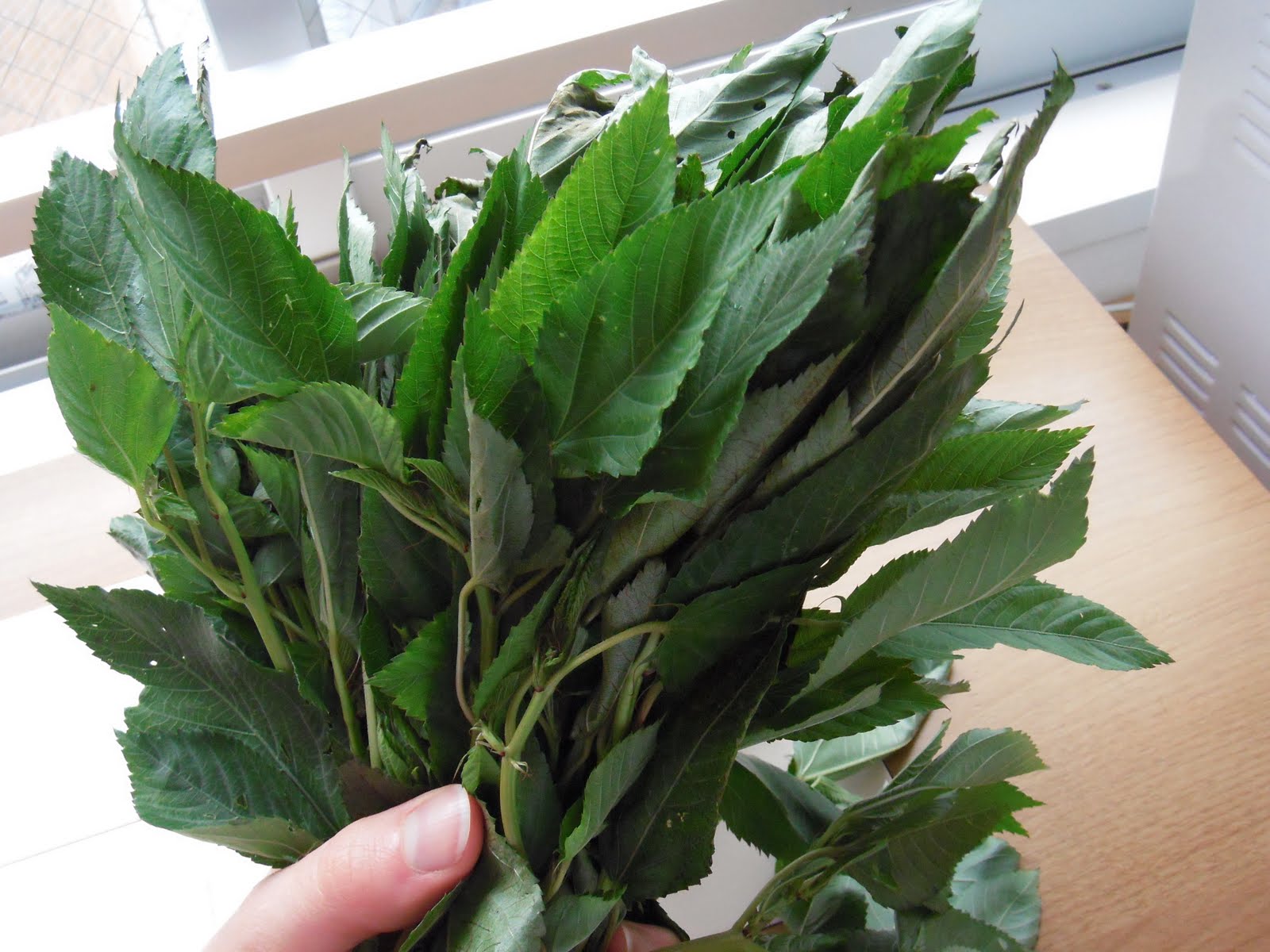 OISHINESS: Mulukhiya