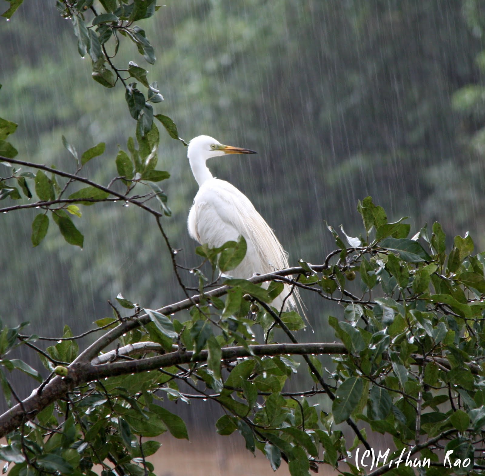 Mithun: Bird Photography