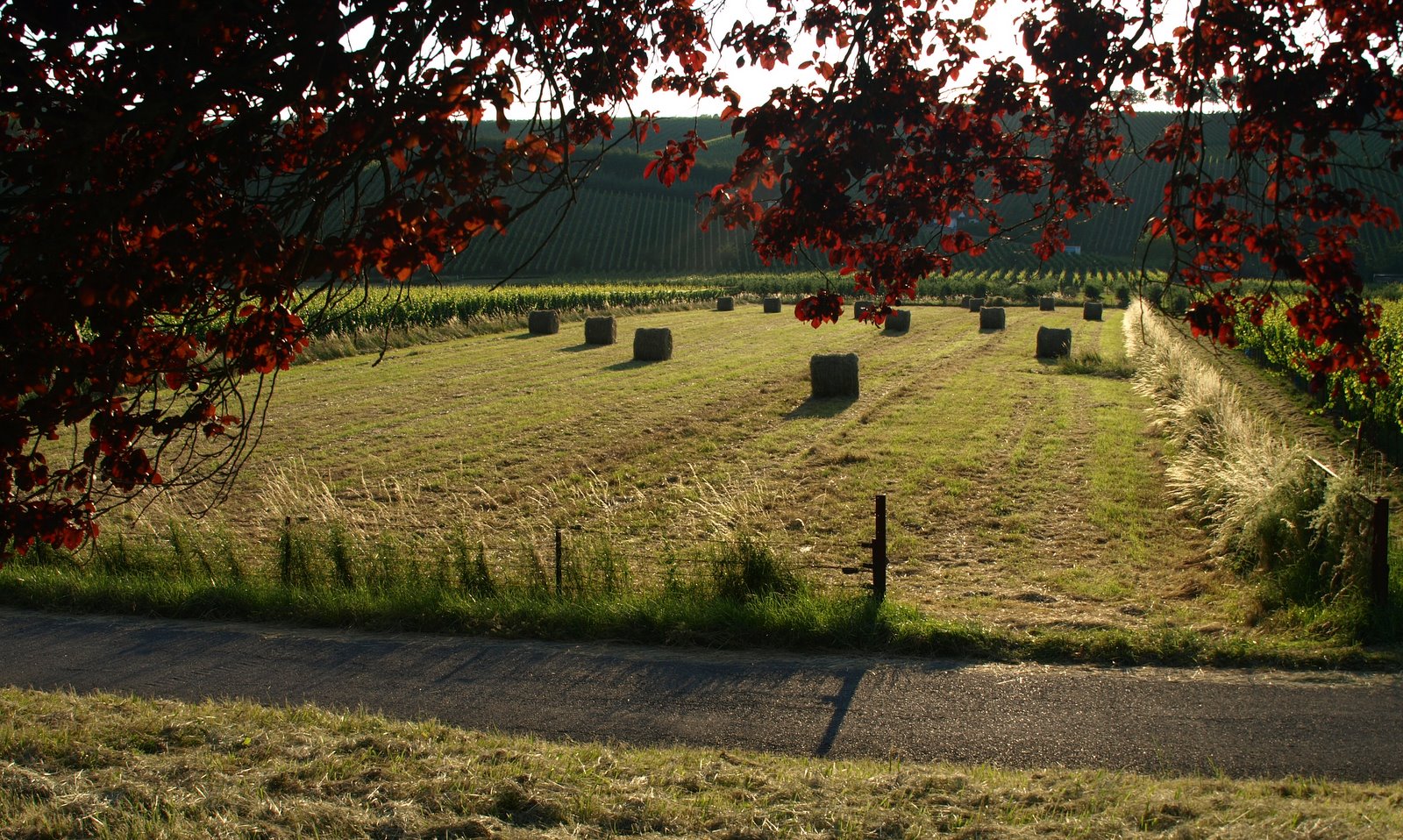 Fonix Magazine: Luxembourg's countryside