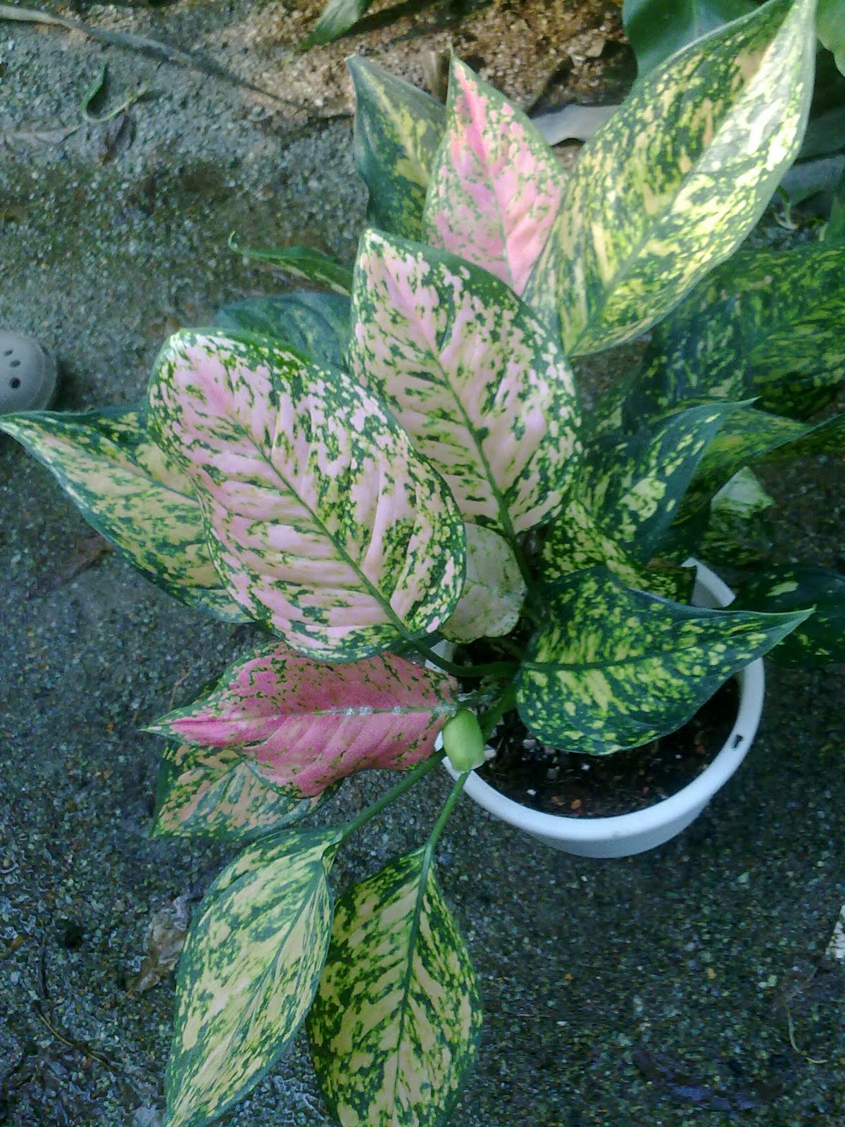 SF Landscape & Gardens: AGLAONEMA HYBRID