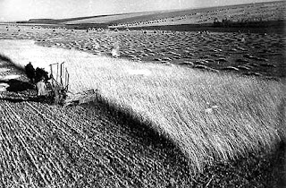 Lifes a stroll through the sun flowers :): 1935: Russia Under Stalin's ...