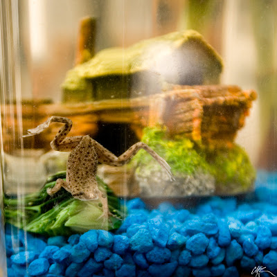 Mass Load: Frog-O-Sphere