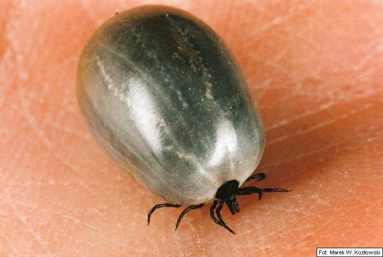 VACCIN ANTIPROSTIE PREVENTIV: Boala Lyme (Borelioza)