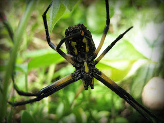 the farmer's wife: Corn Spiders!