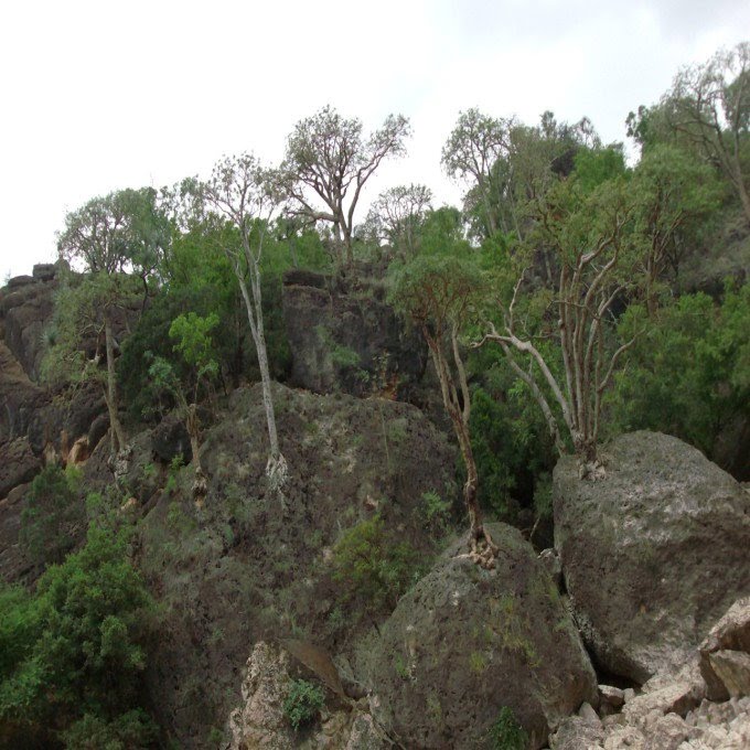 Ayowa Aromas Sagrados daTerra: Arvores Olibano somalia