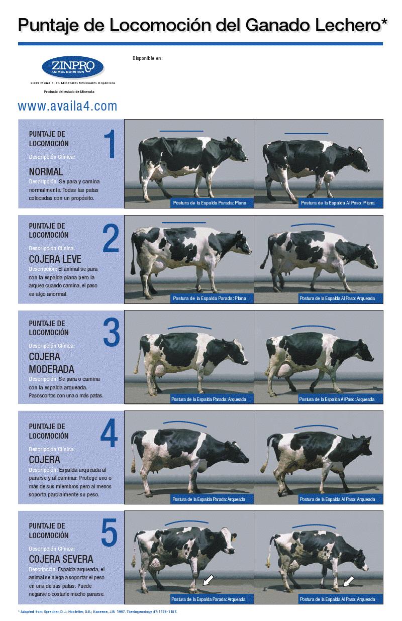 En Las Patas De Las Vacas