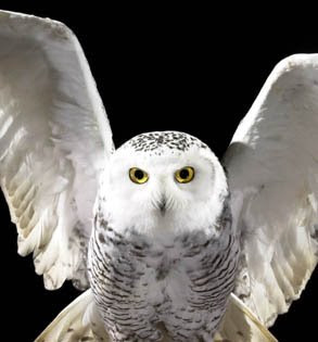 harry potter: hedwig