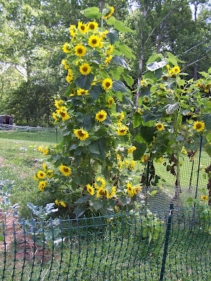 Cheryl's journal: Sunflower Christmas Tree