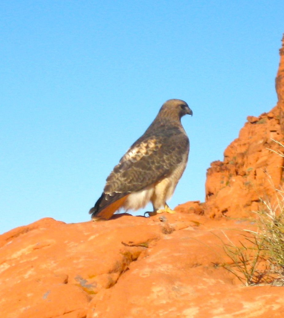 Mojave Brad: Red-tailed Hawk in Valley of Fire 11-29-2010