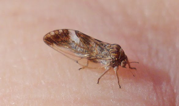 Hybrid Birder: Hackberry Petiole Gall Psyllid