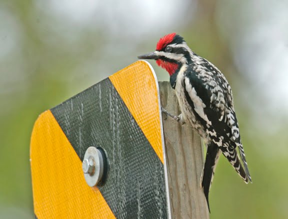 Hybrid Birder: Yellow-Bellied Sapsuckers