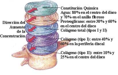 .: Disco intervertebral