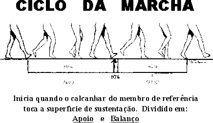 .: marcha humana ações musculares