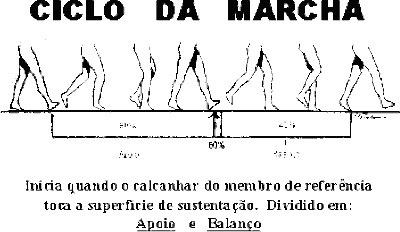 .: marcha humana ações musculares