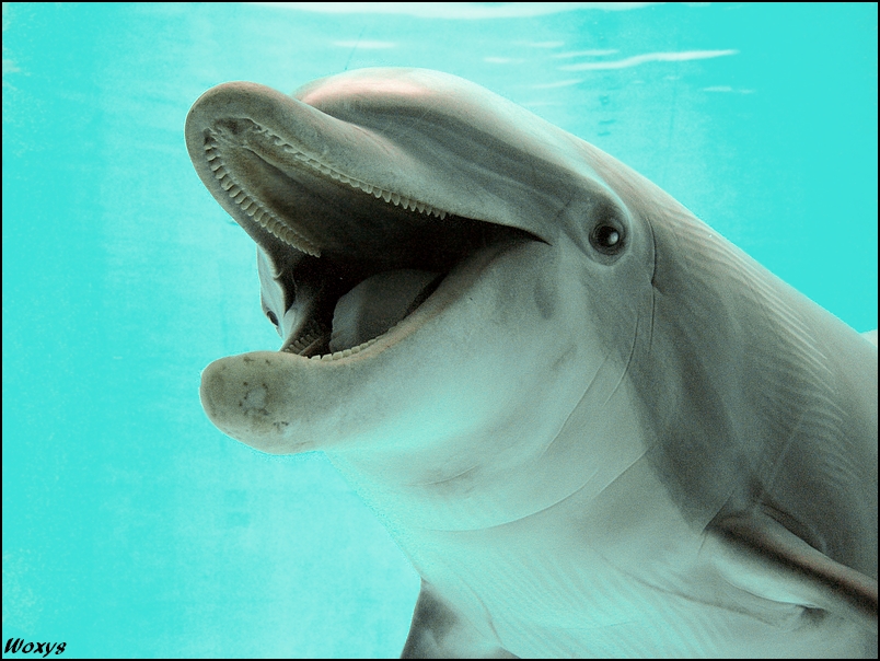 Super Dark Matter: IT IS ONCE AGAIN TIME FOR CUTE ANIMAL SUPER HAPPY ...