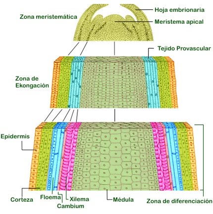 betty maldonado: HISTOLOGÍA Y MERISTEMOS
