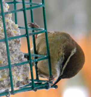 Pam's English Cottage Garden: The Unparalleled Early Bird: American Robin