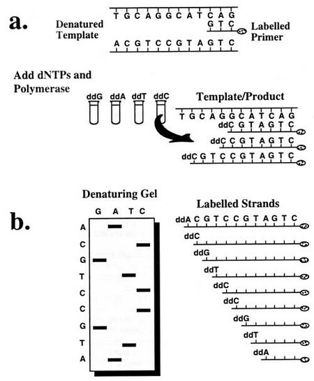 Bio Maverick: Sanger Method - DNA Sequencing