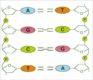 Salah Satu Penyusun Molekul Dna Adalah Pasangan Pasangan Basa Nitrogen ...
