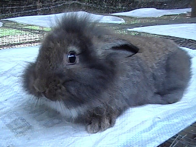 Rabbit World Agro: Having Fun In Rabbit Runs