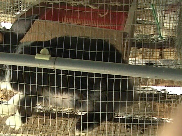 Rabbit World Agro: Rabbit Hutch - How Big Should A Rabbit Cage Be?