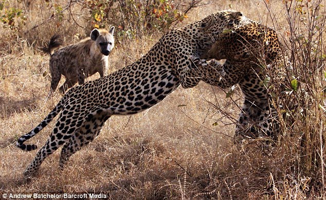 Thai Panda: Rumble in the jungle: Spectacular sight of two male ...