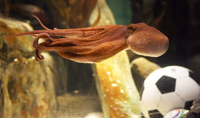 An Octopus named Paul, Perfect prediction record | Olanessa Buzz