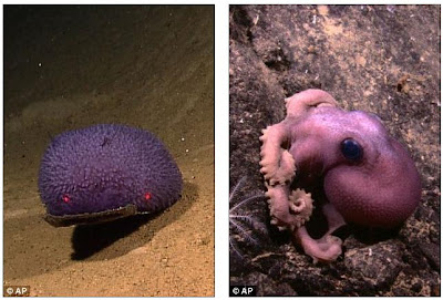 Thaipanda+: 'Four-legged' fish goes for a walk along ocean floor in ...