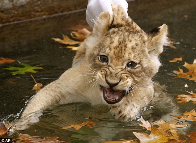 Who said I wanted to learn how to swim? Lion cub is less than impressed ...