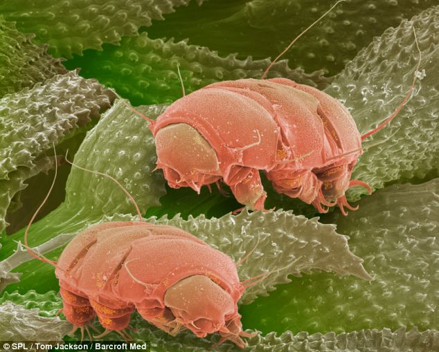 A bed bug's eye view: The terrifying insects that lurk in our homes as ...
