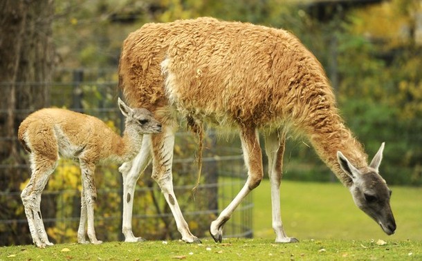 dailypetfwd: Guanaco calf makes her debut at the Berlin Zoo