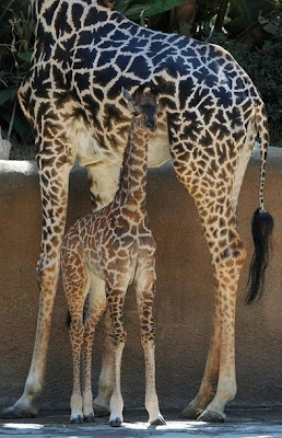 Thai Panda: A baby female Masai Giraffe who has been named Shani