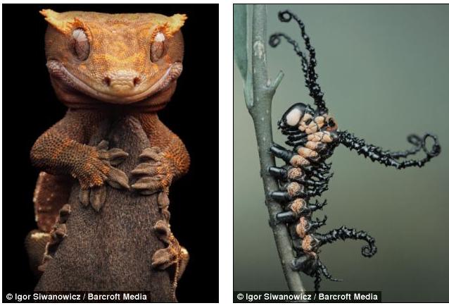 dailypetfwd: It's showtime! The dancing praying mantis and his insect ...